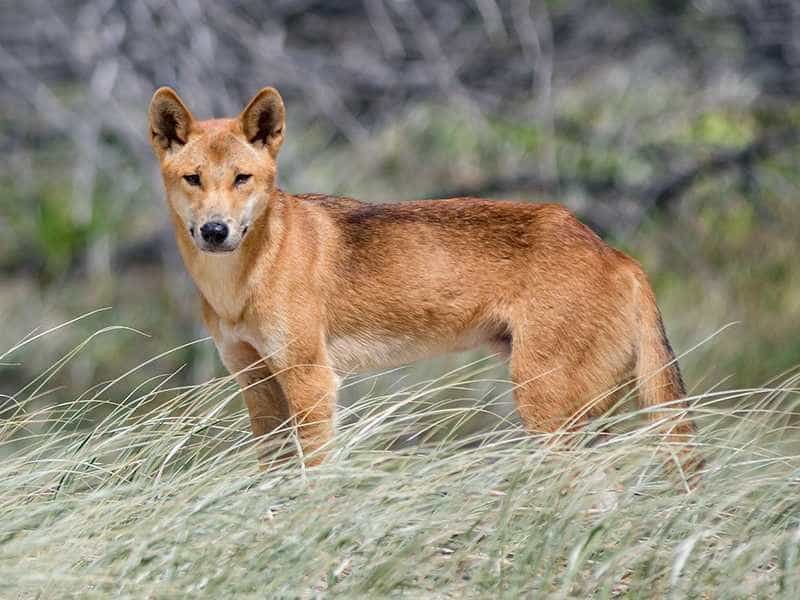 Exploring Vietnam's Native Dog Breeds | Farmvina