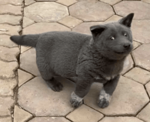 Exploring Vietnam's Native Dog Breeds | Farmvina