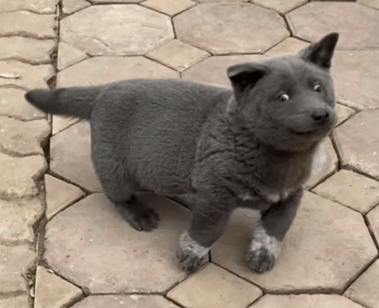 Exploring Vietnam's Native Dog Breeds | Farmvina