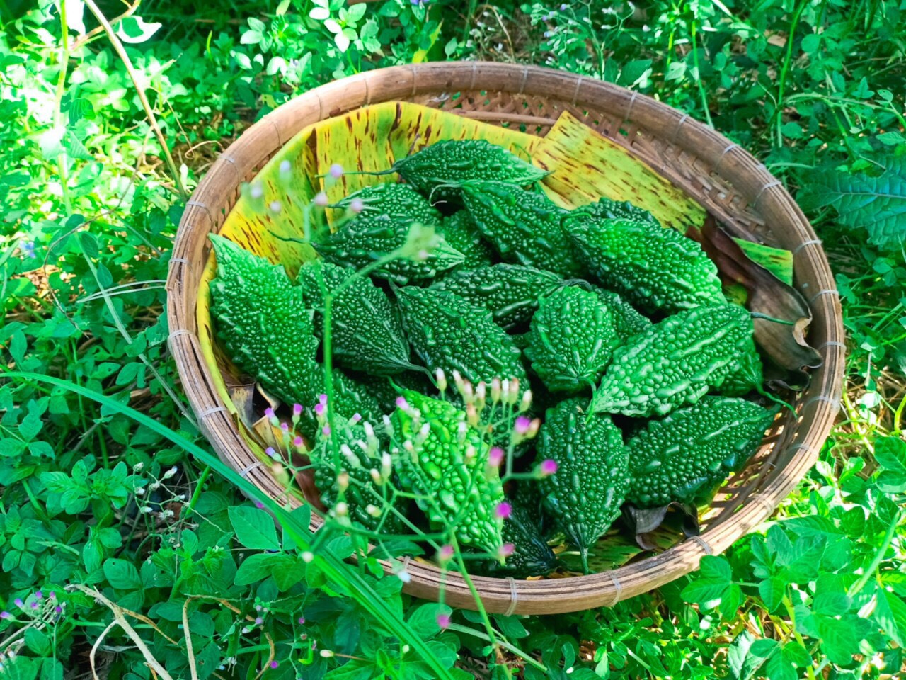 5 Exotic Vietnamese Vegetables That You Should Try | Farmvina