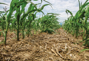 No-Till Farming: Definition, Benefits and Challenges | Farmvina
